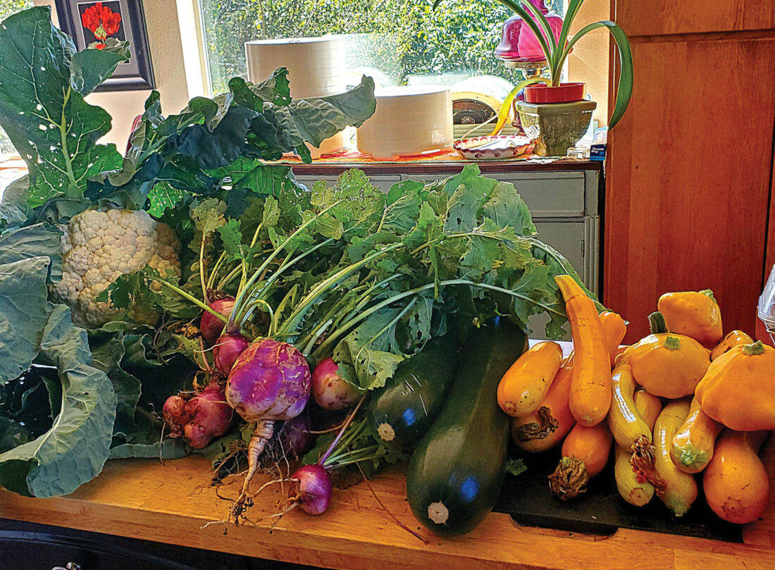 Vegetable Yields Per Plant - Grit